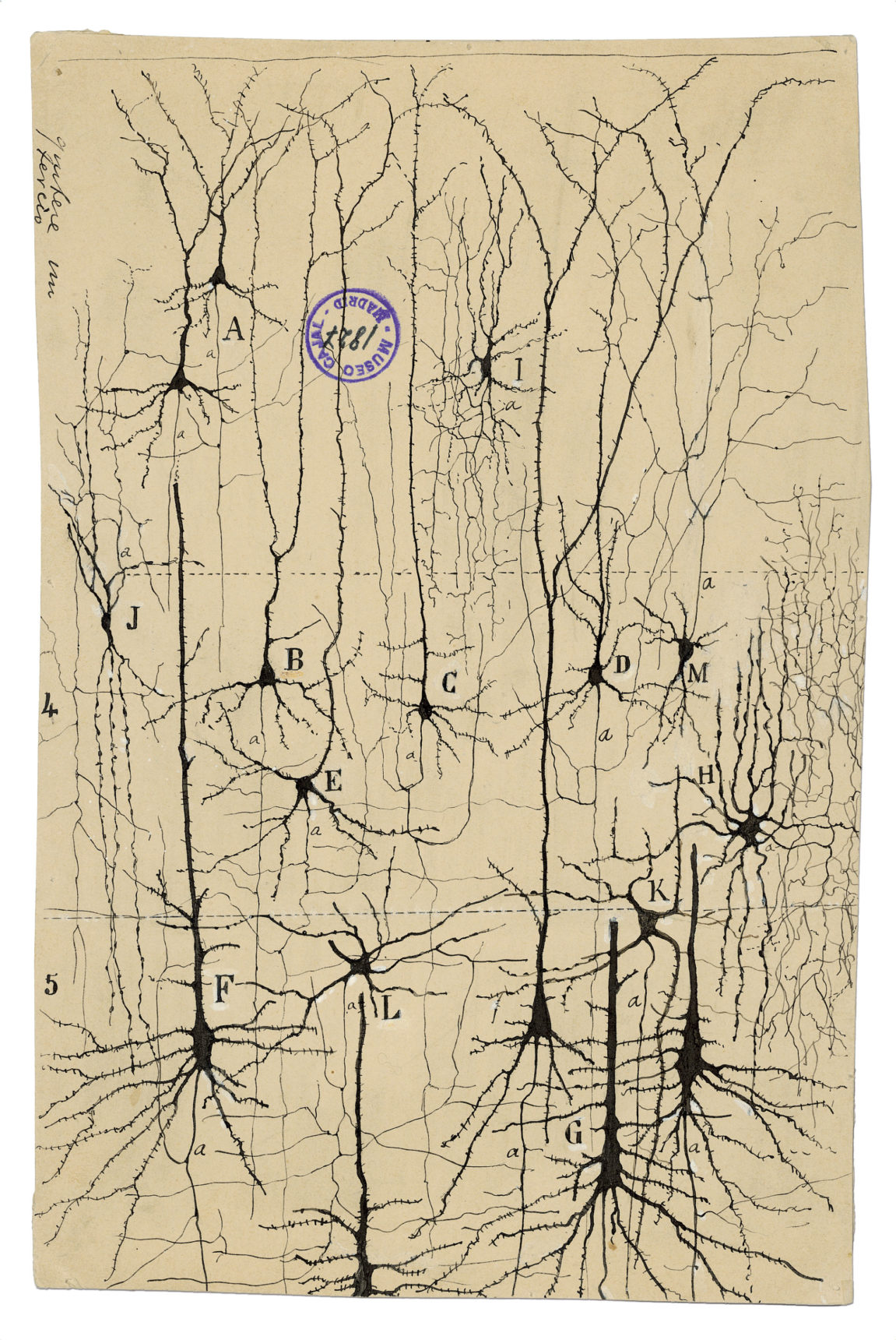 Synapses, (A Bit of) Biological Neural Networks – Part II